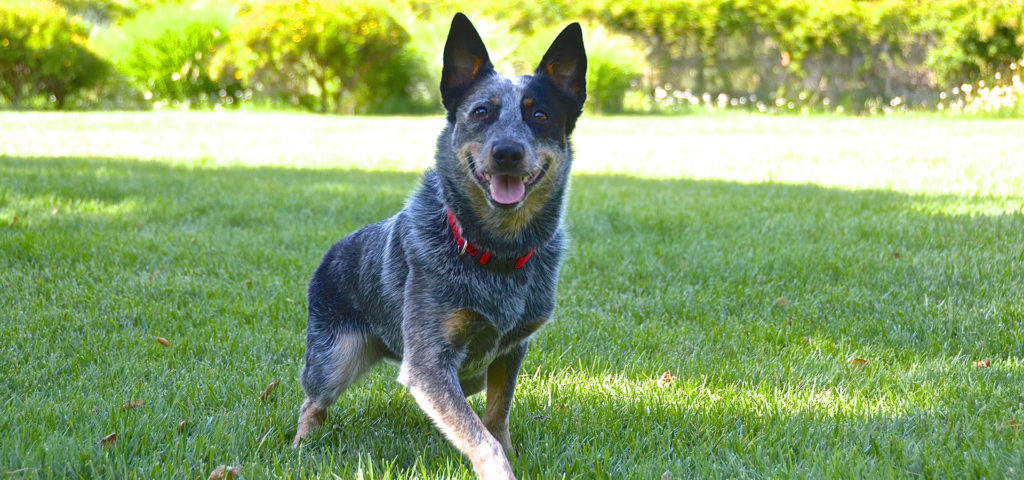 How to Become a Professional Dog Trainer | Andrea Arden Dog Training