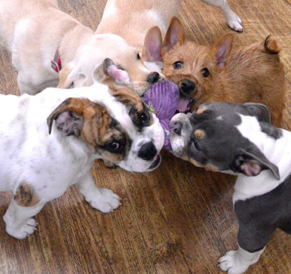 Puppy Play Groups | Andrea Arden Dog Training