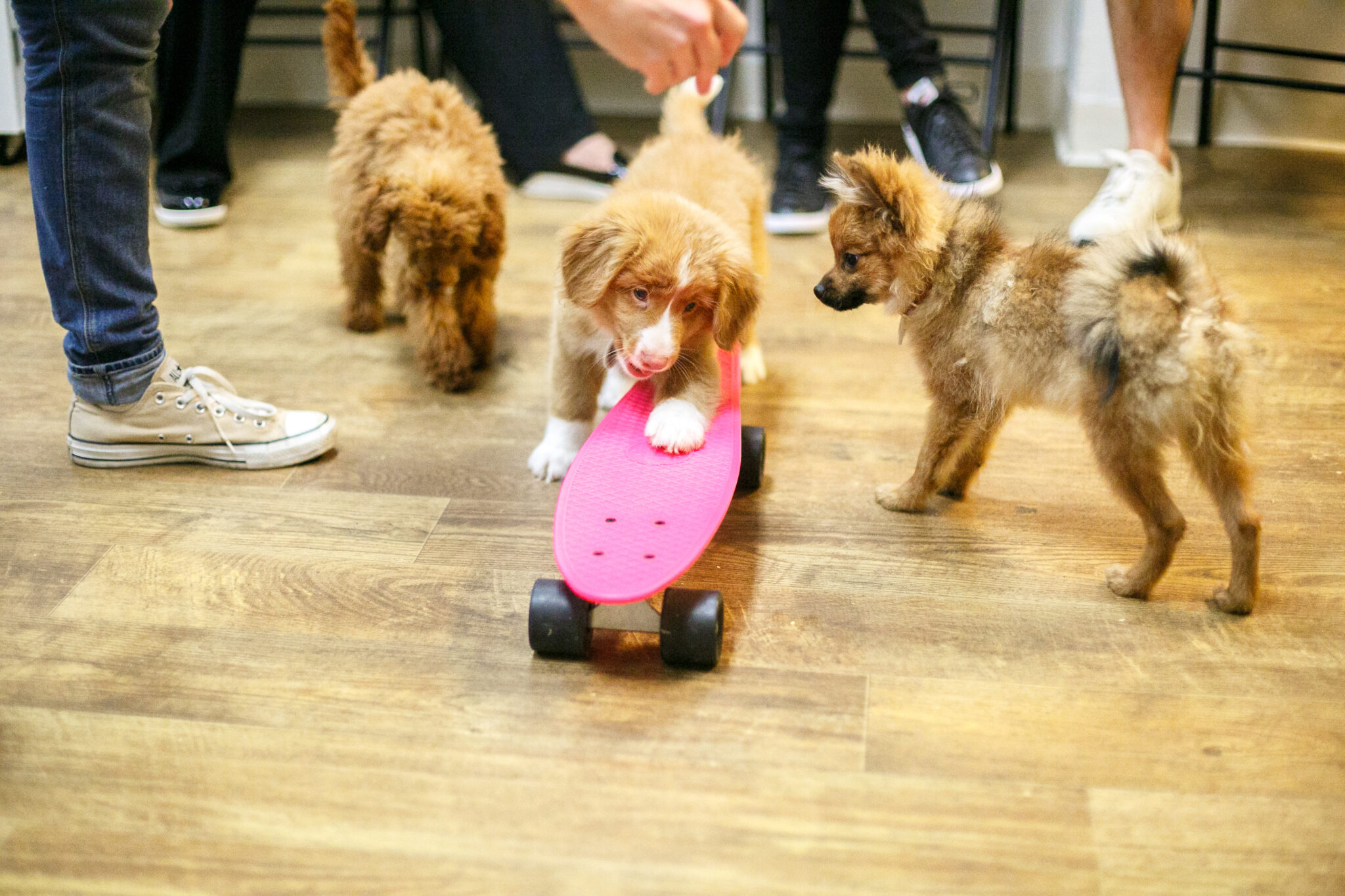 Dogs training classes with Andrea Arden Academy 🐶 Canine obedience training