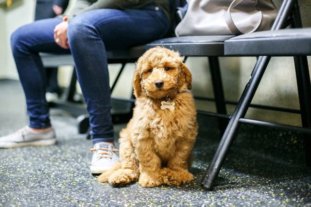 How to train a dog to sit | how to teach a puppy to sit